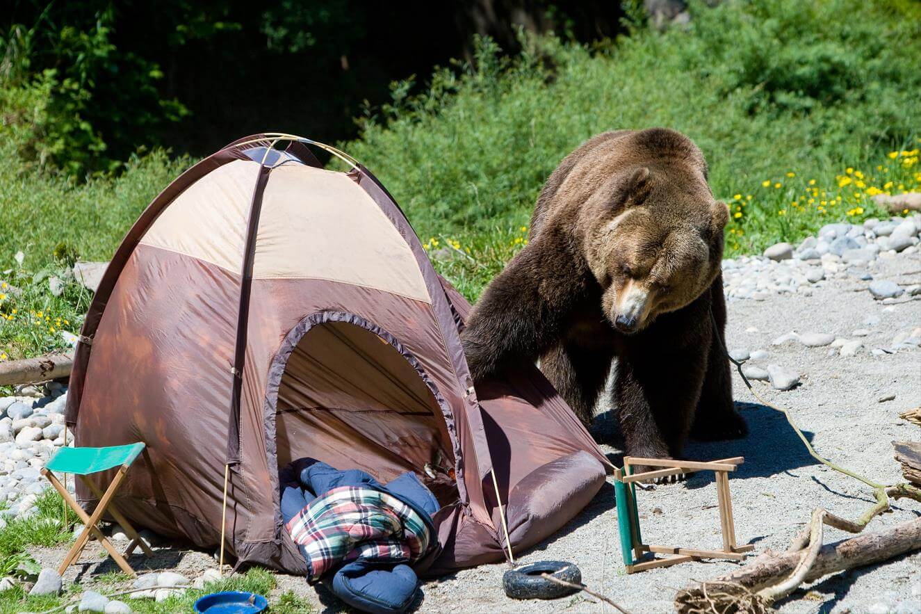 Anti-Bear Camping Tips – Explorer Bear