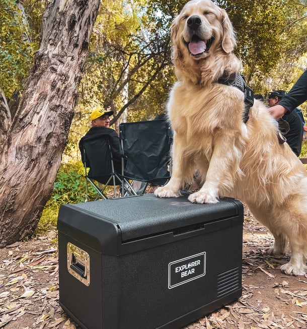 12V Portable Electric Fridges & Freezers for Camping | Explorer Bear